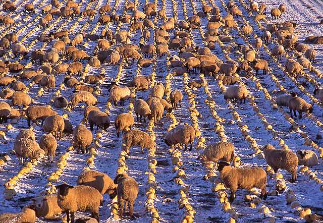 Sheep in Scotland - Perthshire